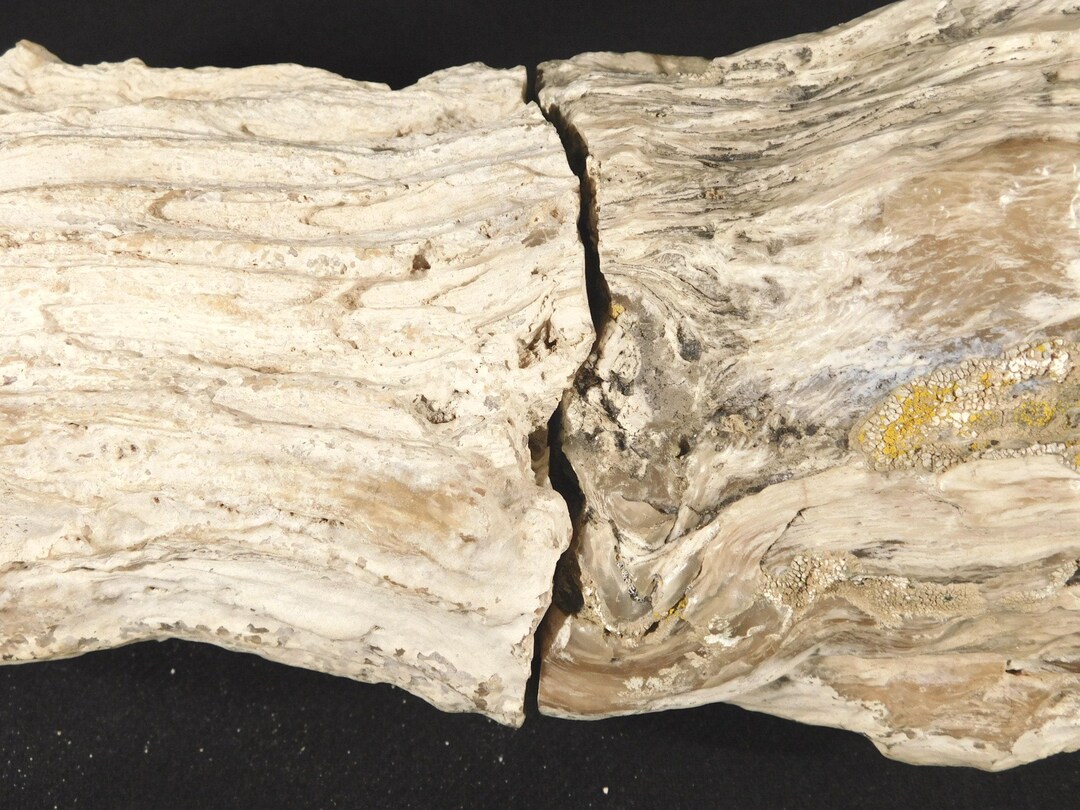 Perfect Bark! HUGE TWENTY POUND! Petrified Wood Fossil From Wyoming ...