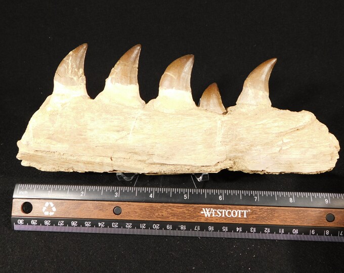 BIG! 100 Million Year Old Mosasaurus JAW Bone Fossil With FIVE Tooth ...