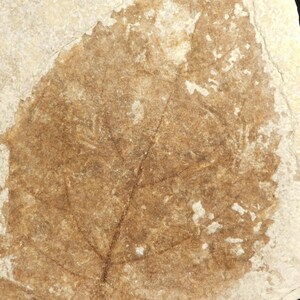 Wow! GIANT! 50 Million Year Old LEAF Fossil 100% Natural Fossil Lake ...
