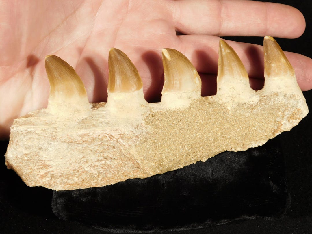 Long Mosasaurus JAW Bone Fossil With FIVE Tooth Fossils Morocco 159gr ...