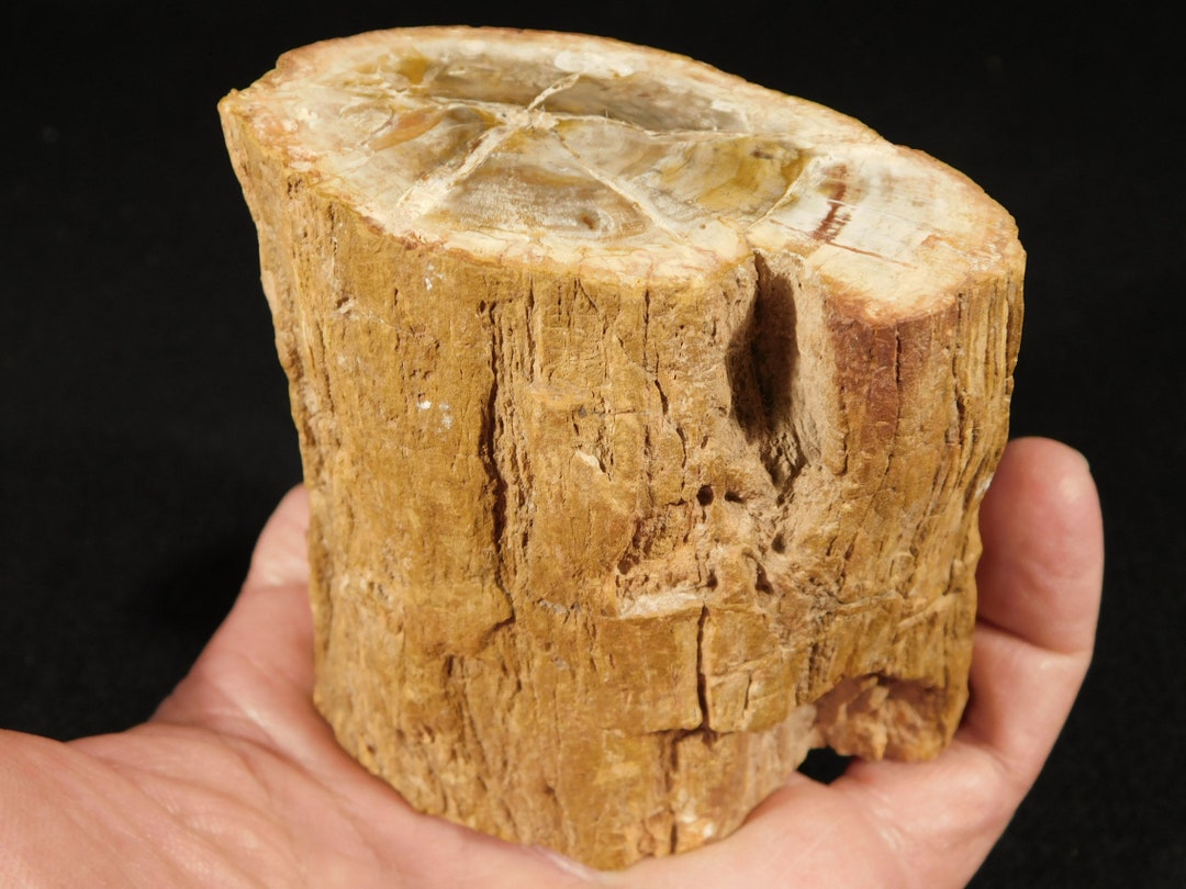 Perfect BARK 225 Million Year Old Polished Petrified Wood Fossil 433gr ...