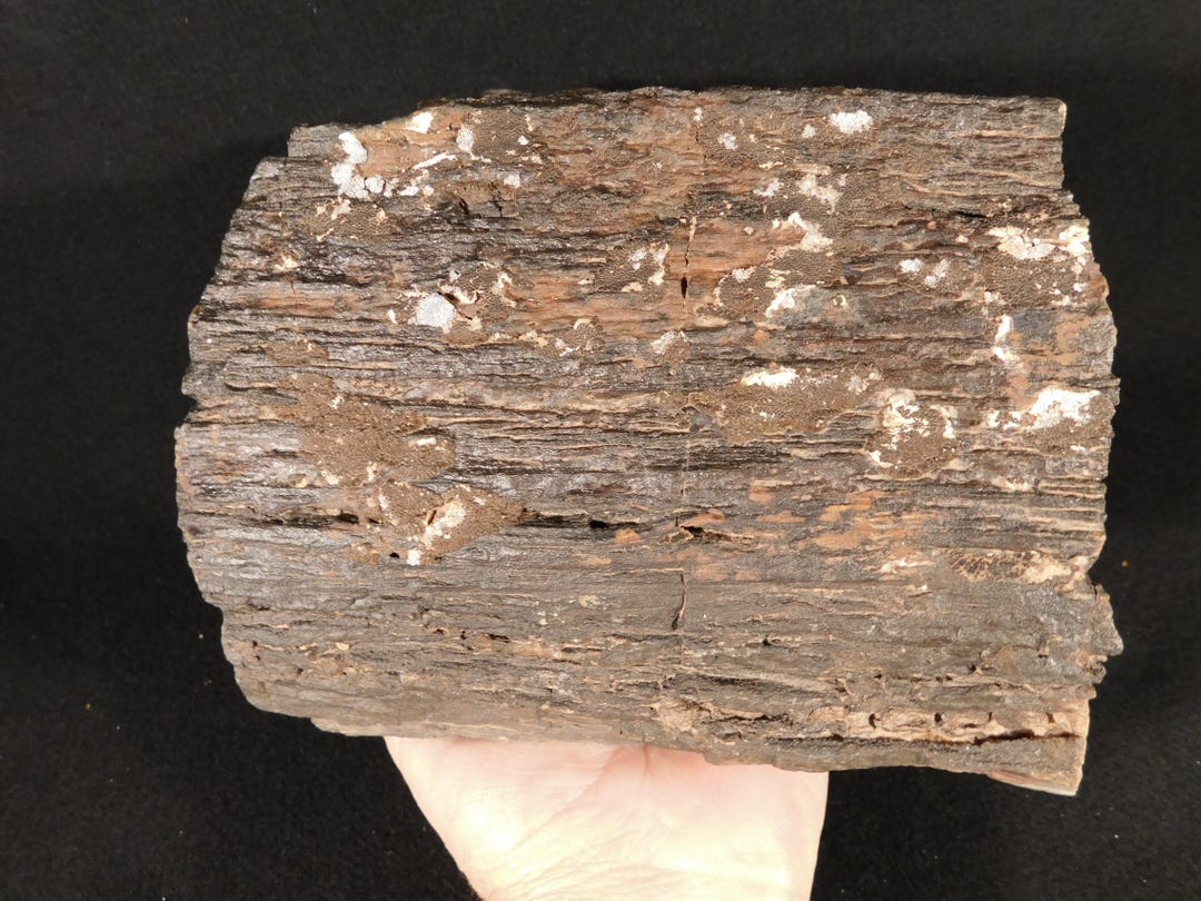 Nice BARK Big Petrified Wood Fossil From Jurassic Utah 6292gr - Etsy