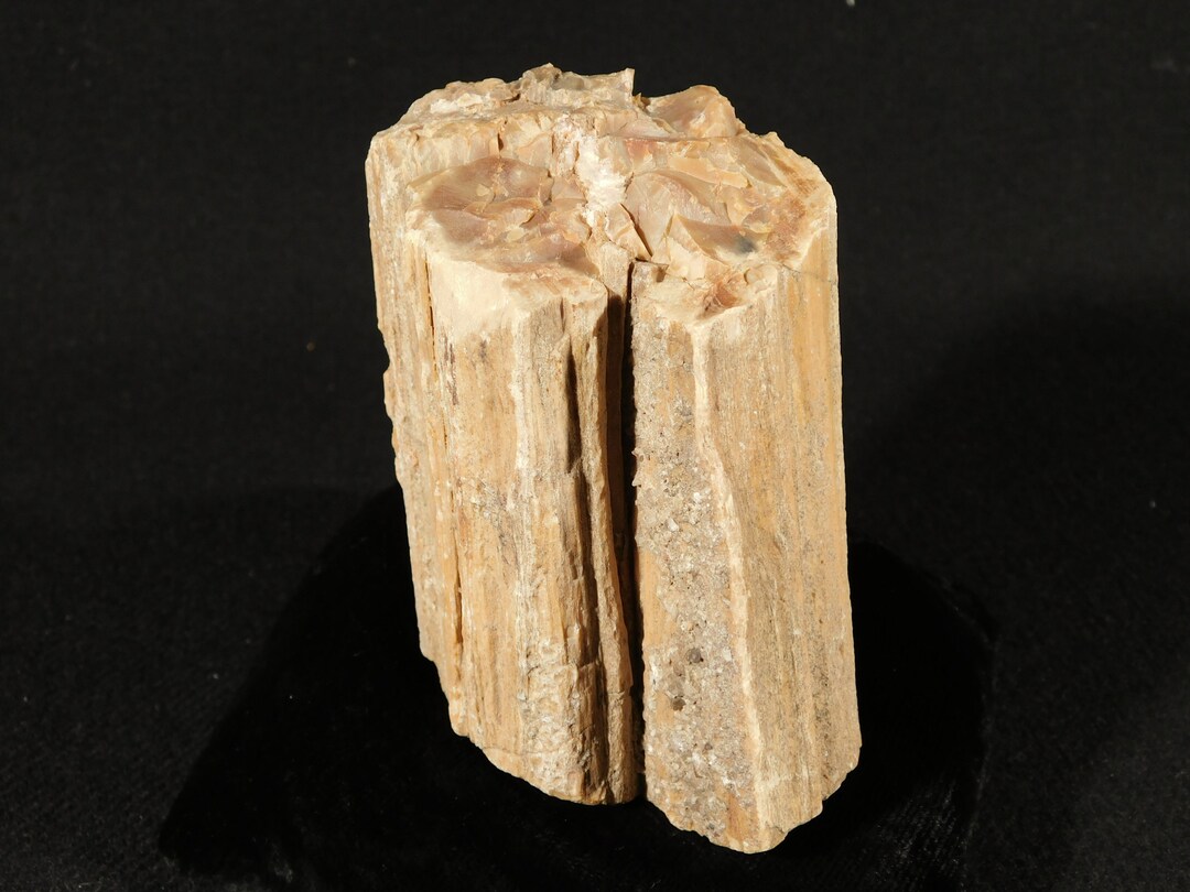 Nice BARK 210 Million Year Old Petrified Wood Fossil From - Etsy