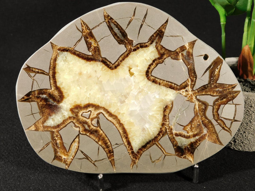 Big Polished SEPTARIAN Nodule Slab With a Lightning Like Pattern Utah ...