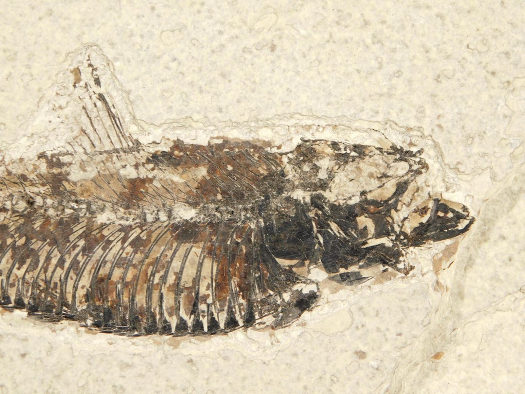 50 Million Year Old Knightia FISH Fossil With Stand From Wyoming 808gr ...