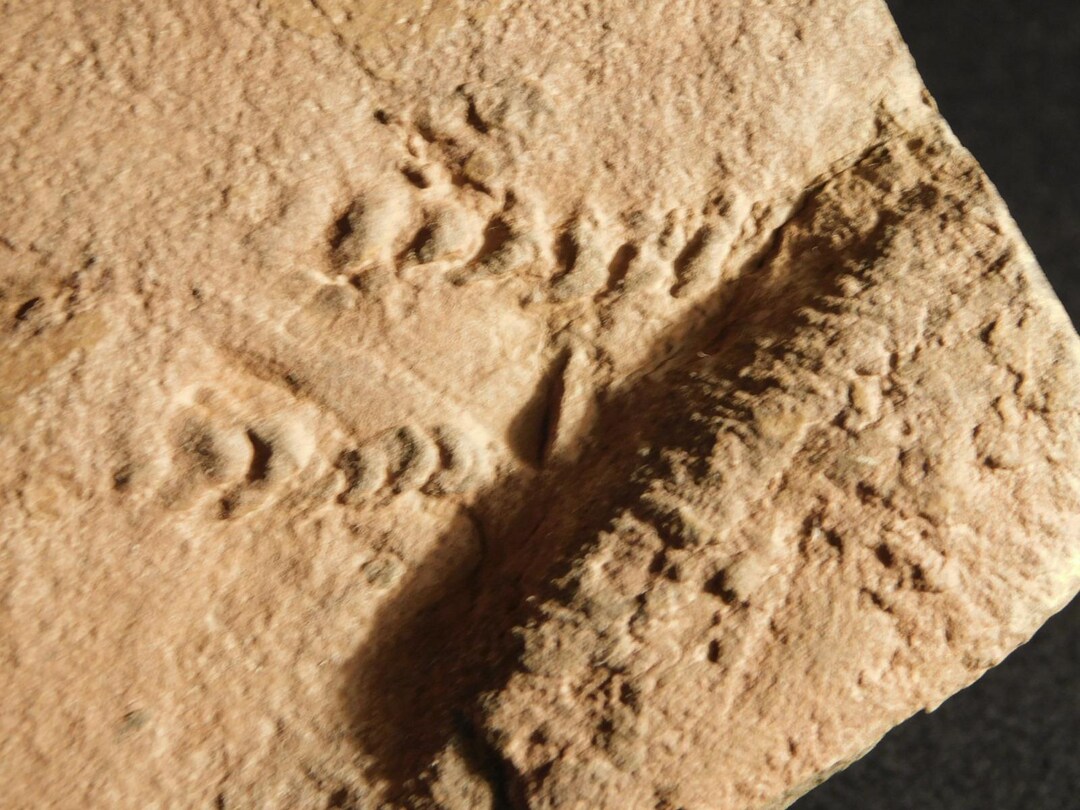 Big! Rare Cruziana or Fossil TRILOBITE TRACKWAY With a Trilobite BURROW ...