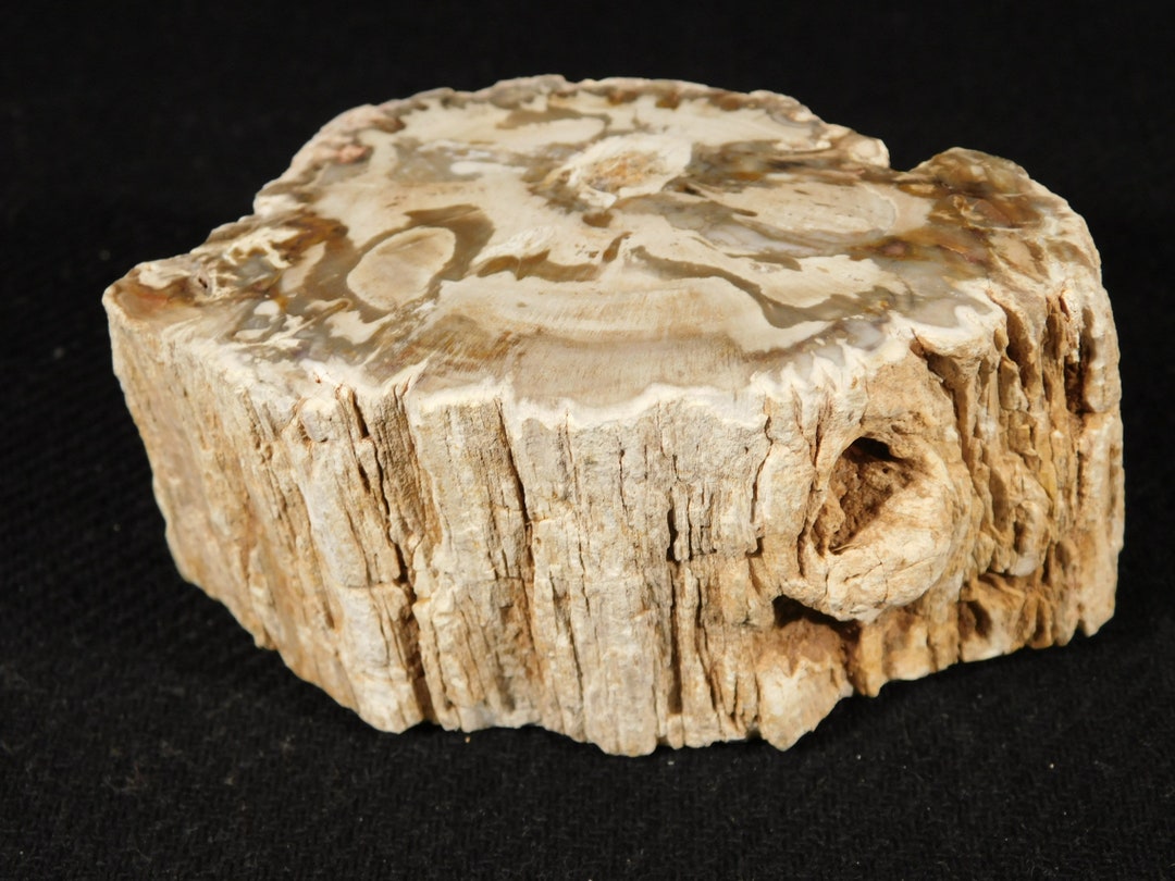 Perfect BARK 225 Million Year Old Polished Petrified Wood Fossil 297gr ...