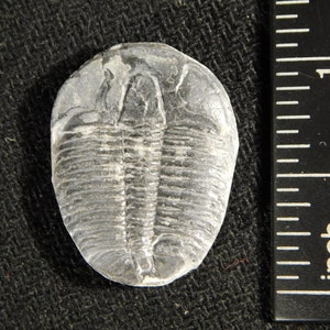TRILOBITE Fossil 100% Natural From Cambrian Utah 7.22 - Etsy