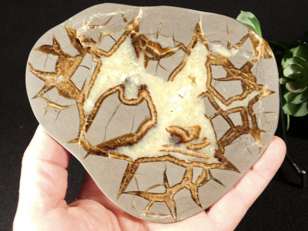 Larger! Polished SEPTARIAN Nodule Slab With a Lightning Like Pattern ...