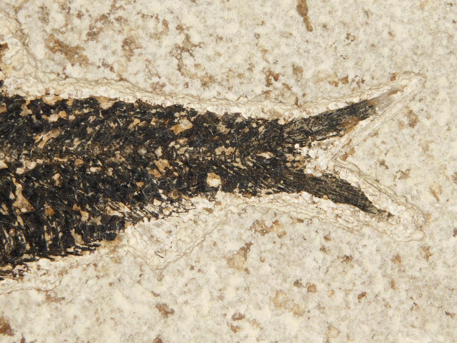 50 Million Year Old Knightia FISH Fossil From Fossil Lake Wyoming 379gr ...