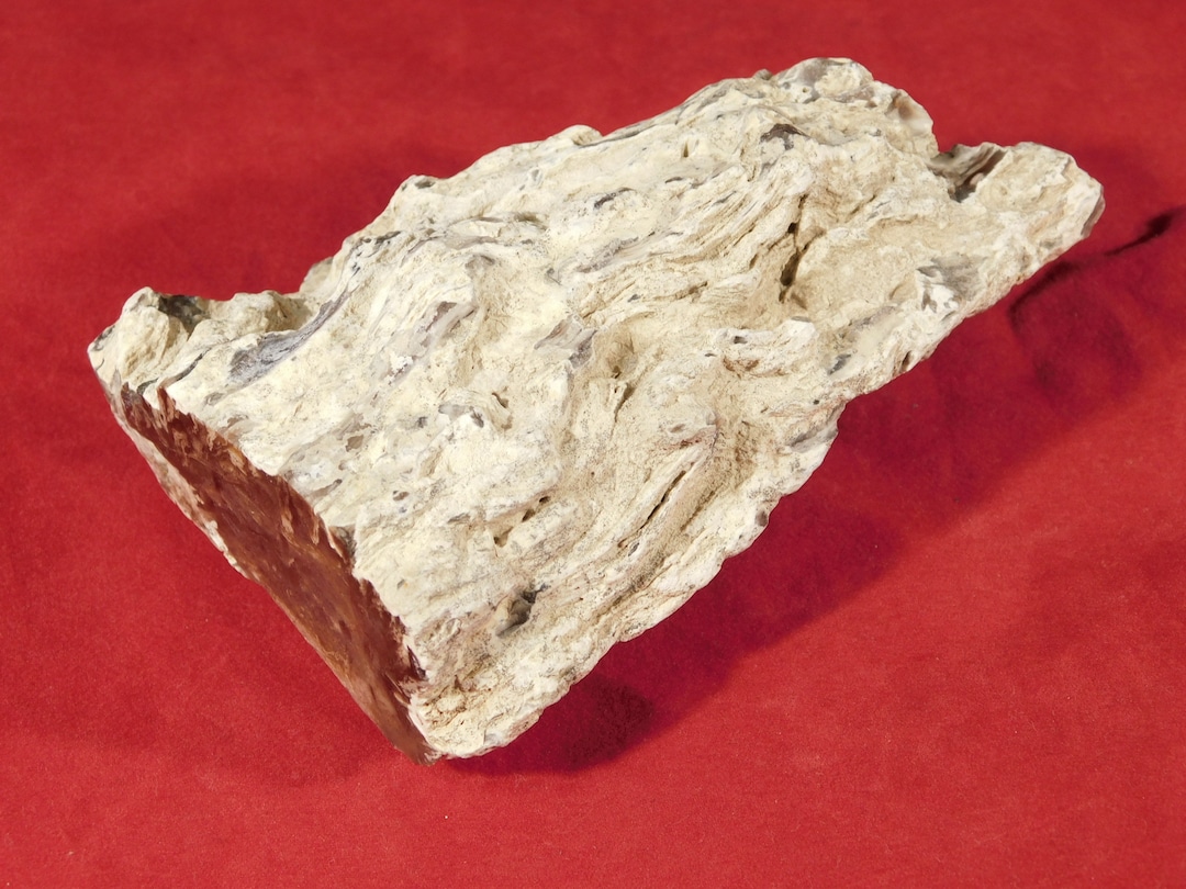 Nice BARK Polished 51 Million Year Old Petrified WOOD Fossil Wyoming ...