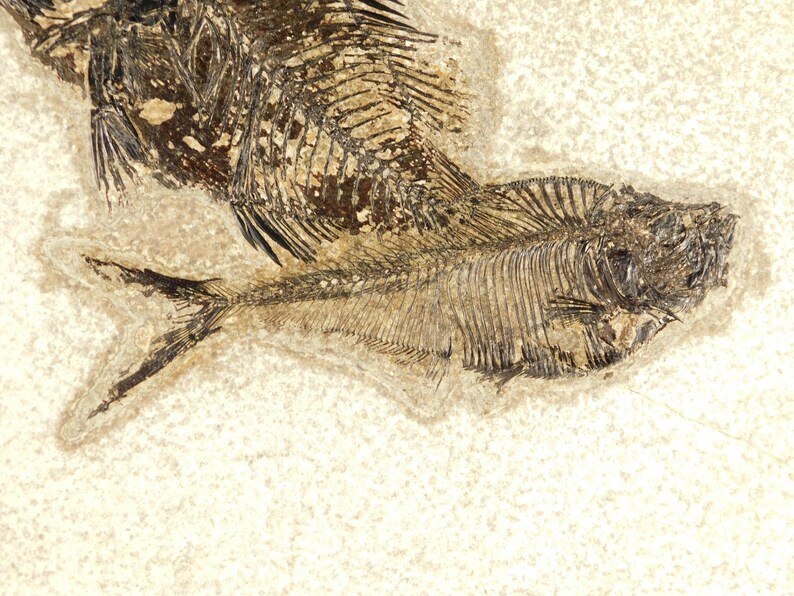 Two! SPECIES Rare Priscacara FISH Fossil and Diplomystus on HUGE Matrix ...