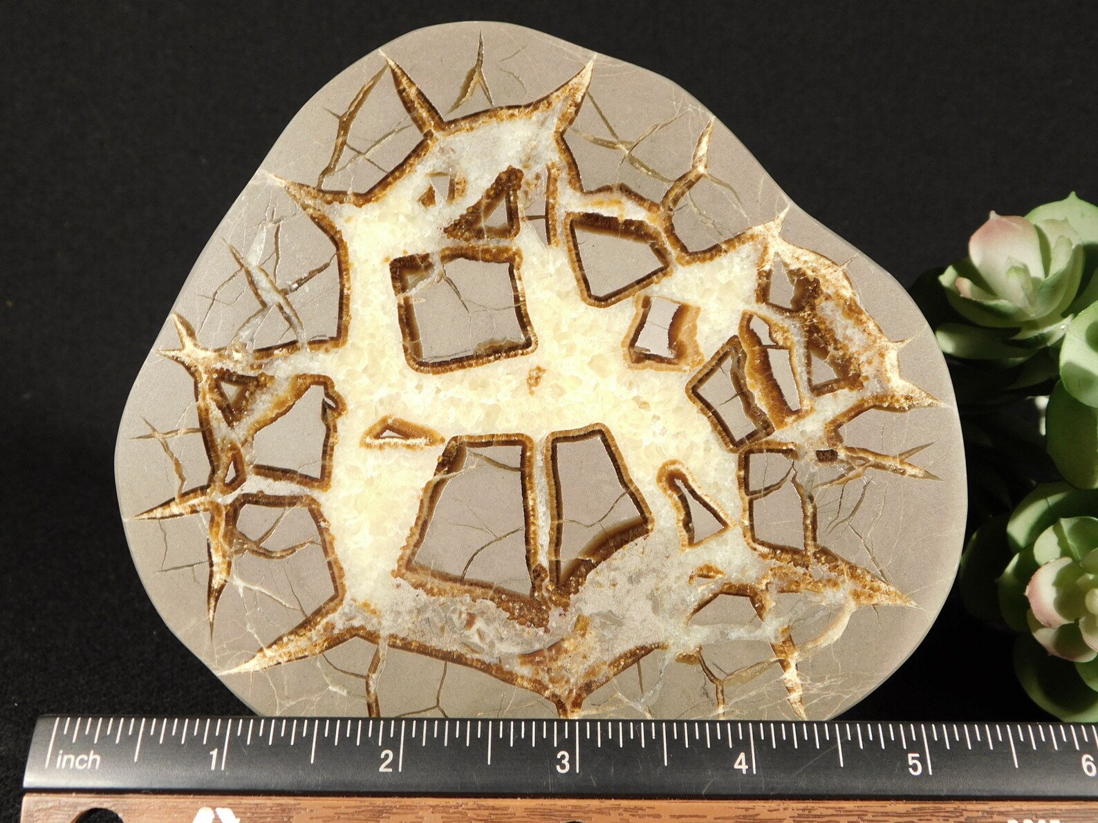 Polished SEPTARIAN Nodule Slab With a Neat Lightning Like Pattern Utah ...
