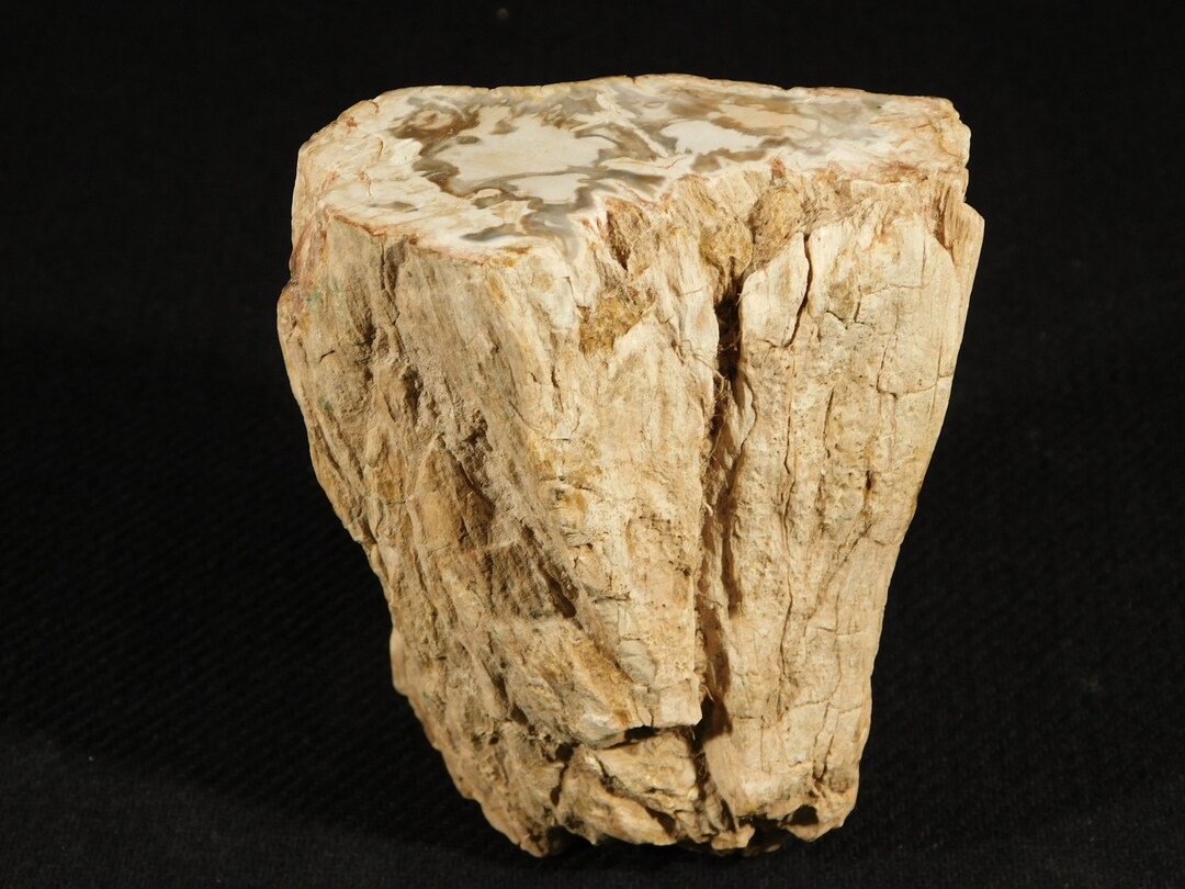 Perfect BARK 225 Million Year Old Polished Petrified Wood Fossil 443gr ...