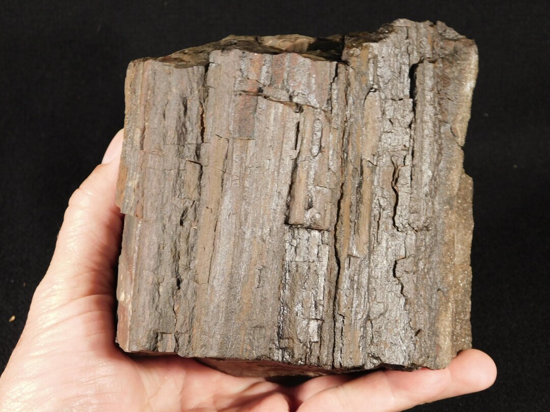 Nice BARK! BIG! Petrified Wood Fossil 100% Natural From Jurassic Utah ...