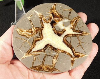 Larger! Polished SEPTARIAN Nodule Slab With a Lightning Like Pattern ...