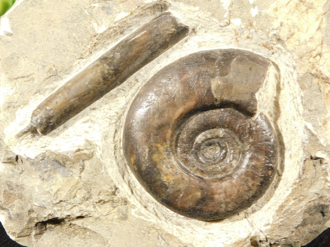 400 Million Year Old Devonian Era AMMONITE and Bellamite Fossil Morocco ...