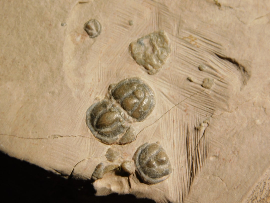 TWO Peronopsis Trilobite Fossils on Matrix From Cambrian Utah 226gr C ...