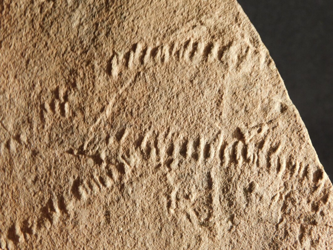 BIG! Rare Cruziana or Fossil Trilobite TRACKWAY With a Trilobite BURROW ...