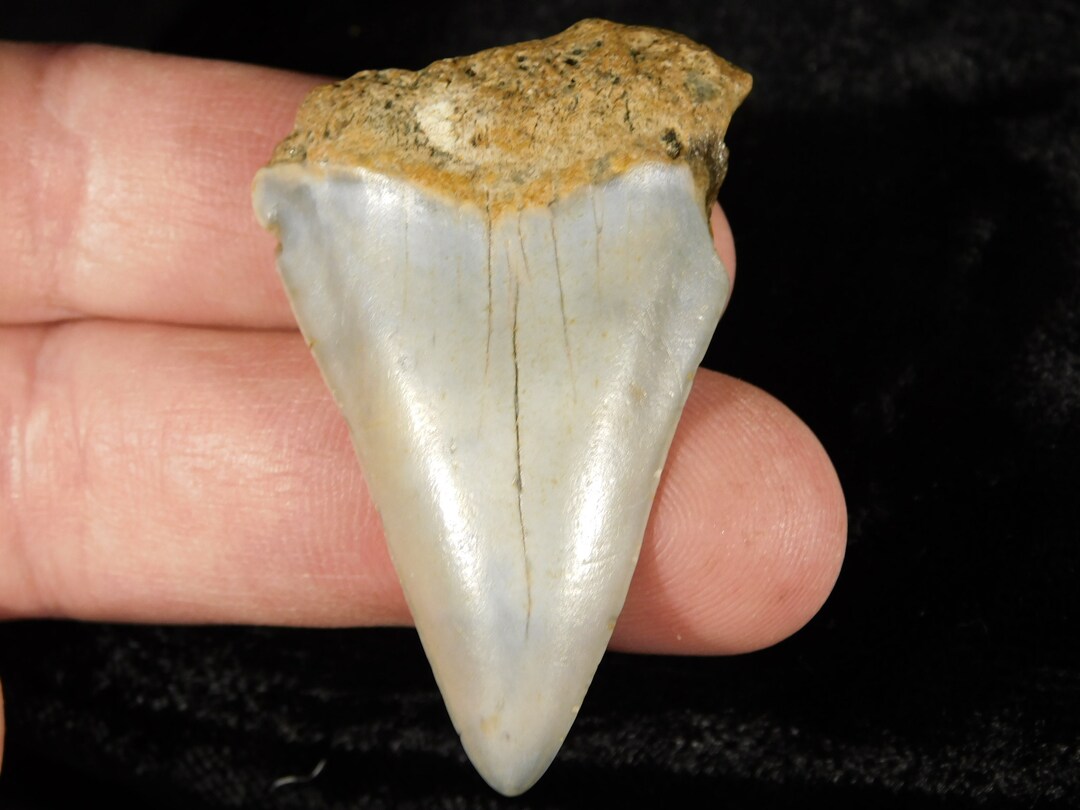 ANCESTRAL Great WHITE Shark Tooth Fossil 100% Natural 14.9gr - Etsy