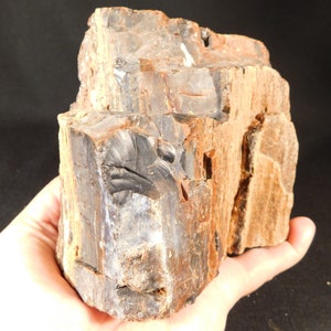 Nice BARK Larger 210 Million Year Old Petrified Wood Fossil From ...