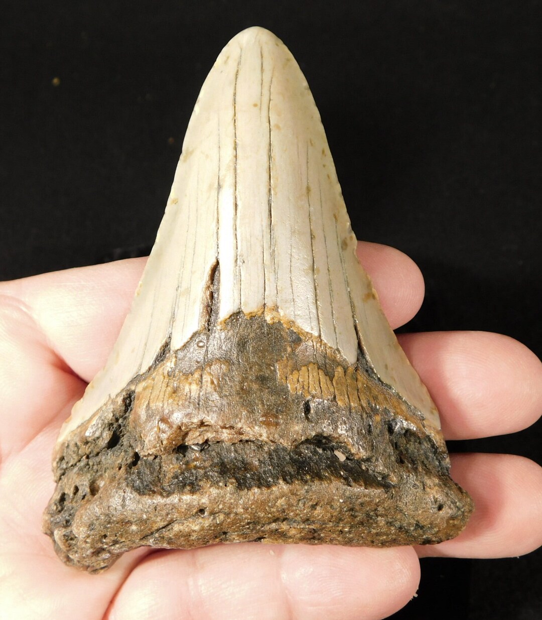 BIG 100% Natural FOUR Million Year Old MEGALODON Shark Tooth Fossil ... BIG 100% Natural FOUR Million Year Old MEGALODON Shark Tooth Fossil ...
