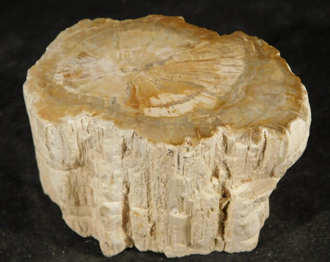 PERFECT BARK! 225 Million Year Old Polished Petrified Wood Fossil 358gr ...