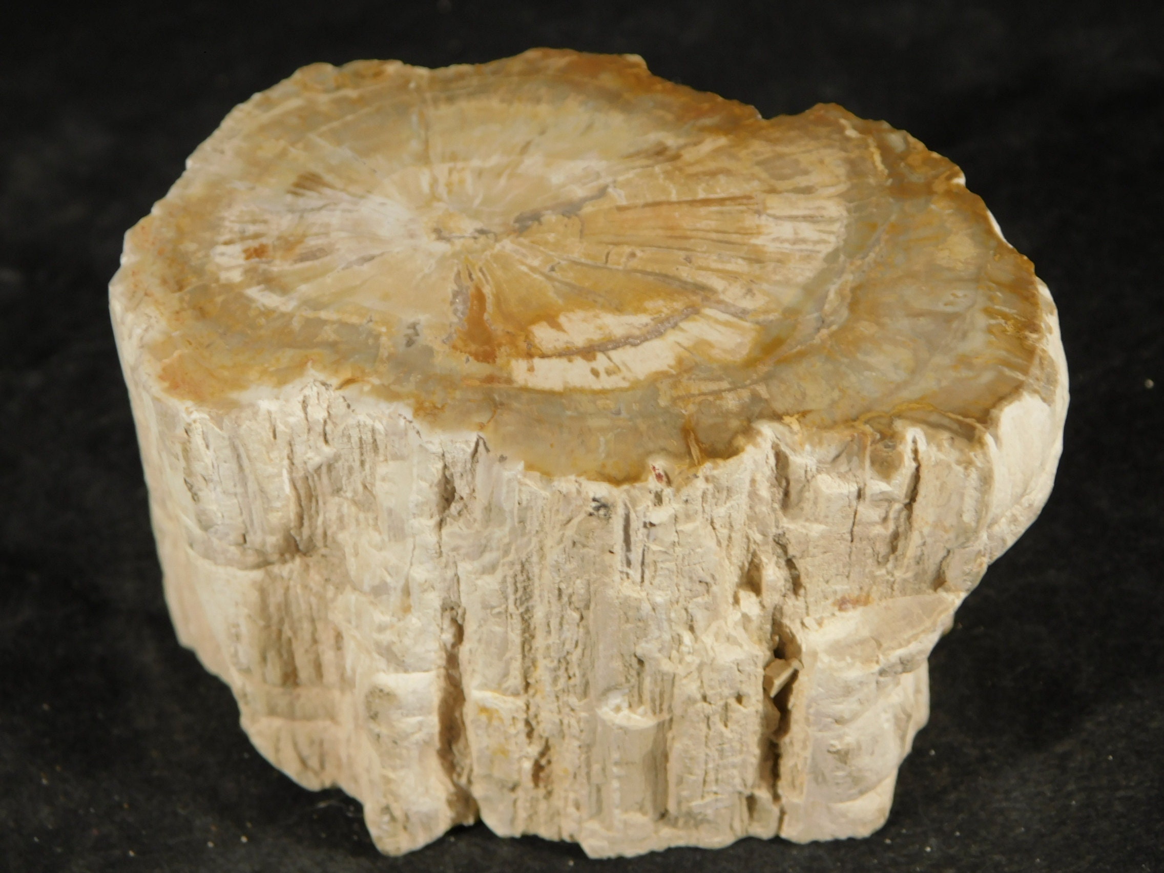 PERFECT BARK 225 Million Year Old Polished Petrified Wood - Etsy