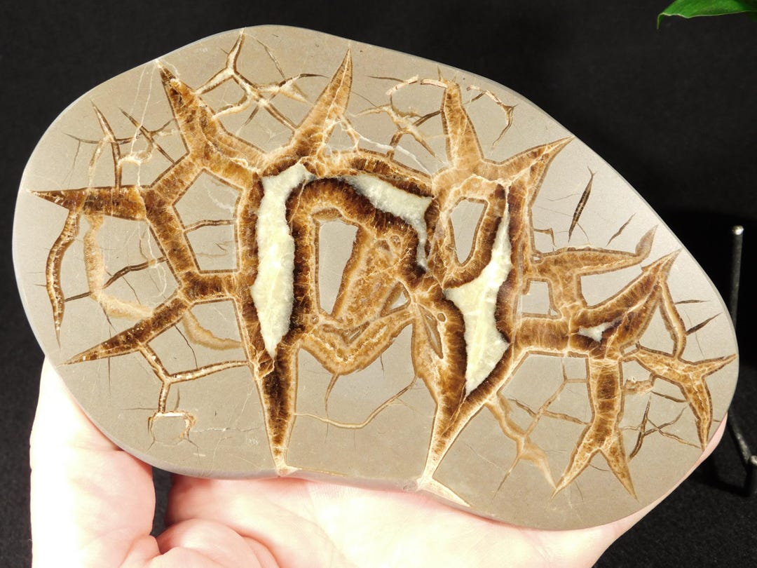 Larger! Polished SEPTARIAN Nodule Slab With a Lightning Like Pattern ...