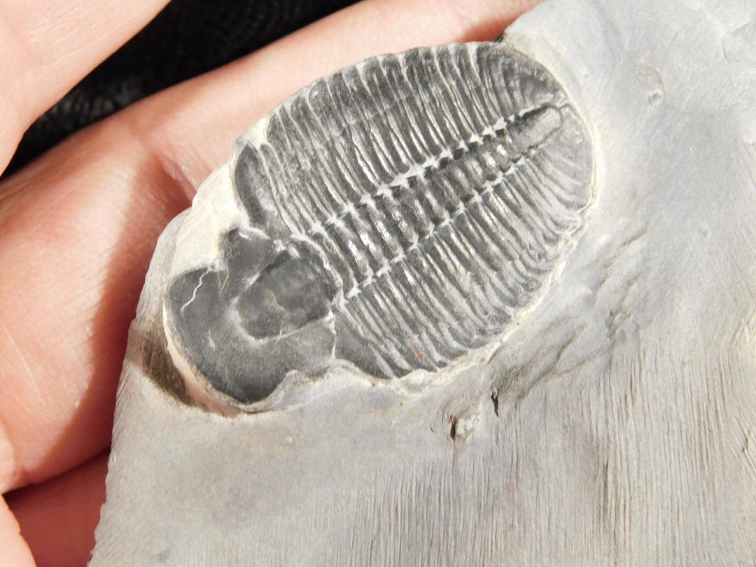 Elrathia TRILOBITE Fossil From Cambrian Utah 100% Natural 170gr *C - Etsy