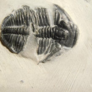 TRILOBITE Fossil With an Anomalocaris BITE MARK! From Cambrian Utah 69 ...