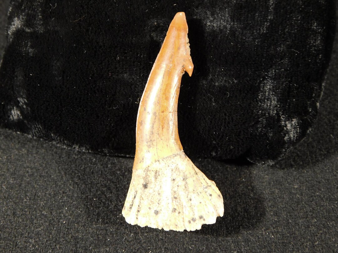 Big! 120 Million YEAR Old Dinosaur Era SAWFISH Tooth Fossil Morocco 12 ...