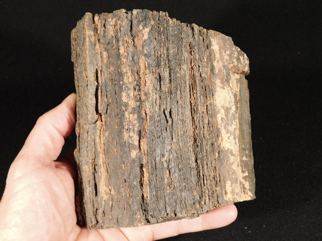 Nice BARK Big Petrified Wood Fossil From Jurassic Utah 1741gr - Etsy