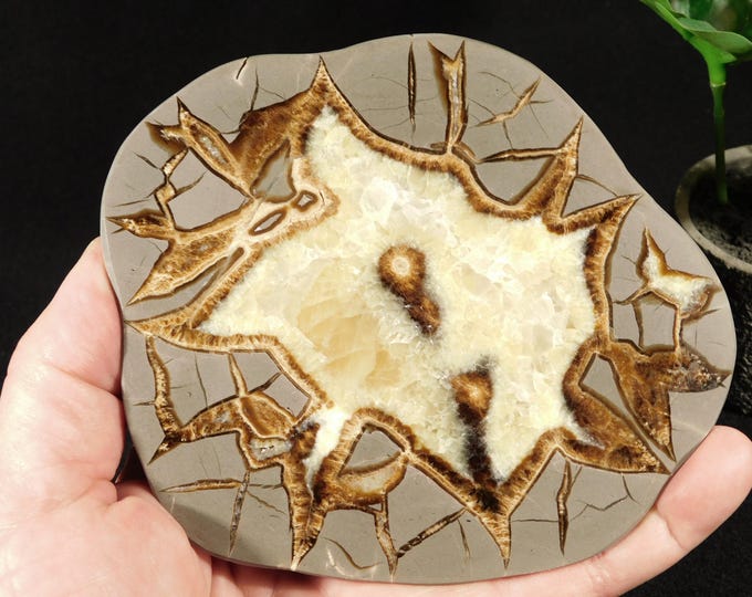 Larger! Polished SEPTARIAN Nodule Slab With a Lightning Like Pattern ...