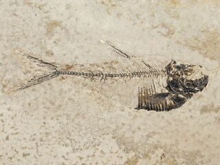 EarthsAncientArt - Etsy