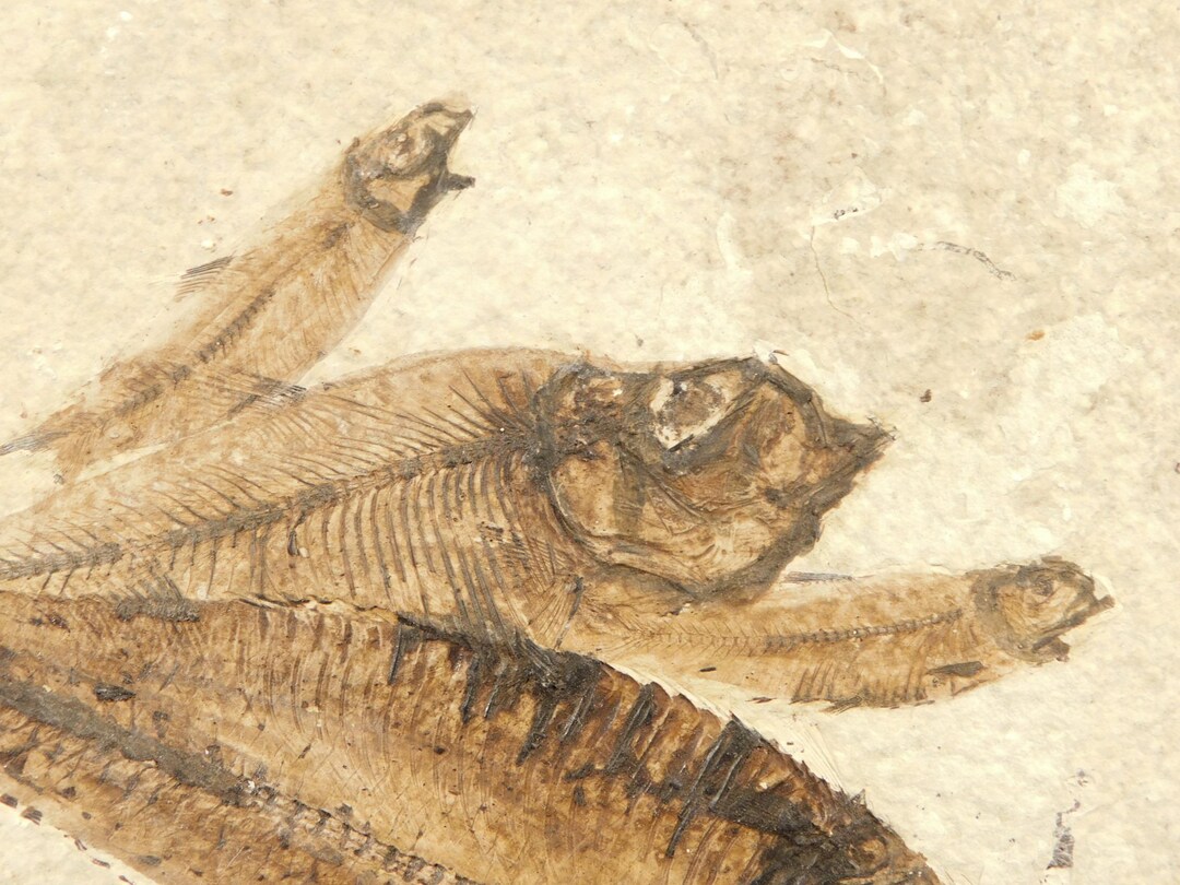 Wow FOUR ENTWINED! 50 Million Year Old Knightia FISH Fossils Wyoming ...
