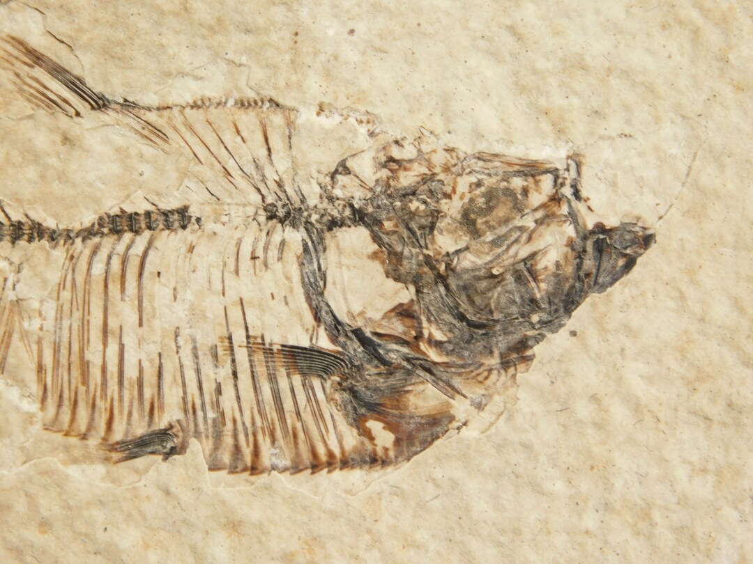 X-RAY Bones! Fifty Million Year Old Diplomystus Fish Fossil Wyoming ...