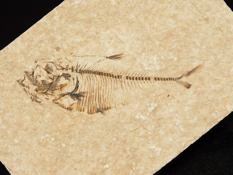 X-RAY Bones! 50 Million Year Old Diplomystus FISH FOSSIL Wyoming 56.9gr ...