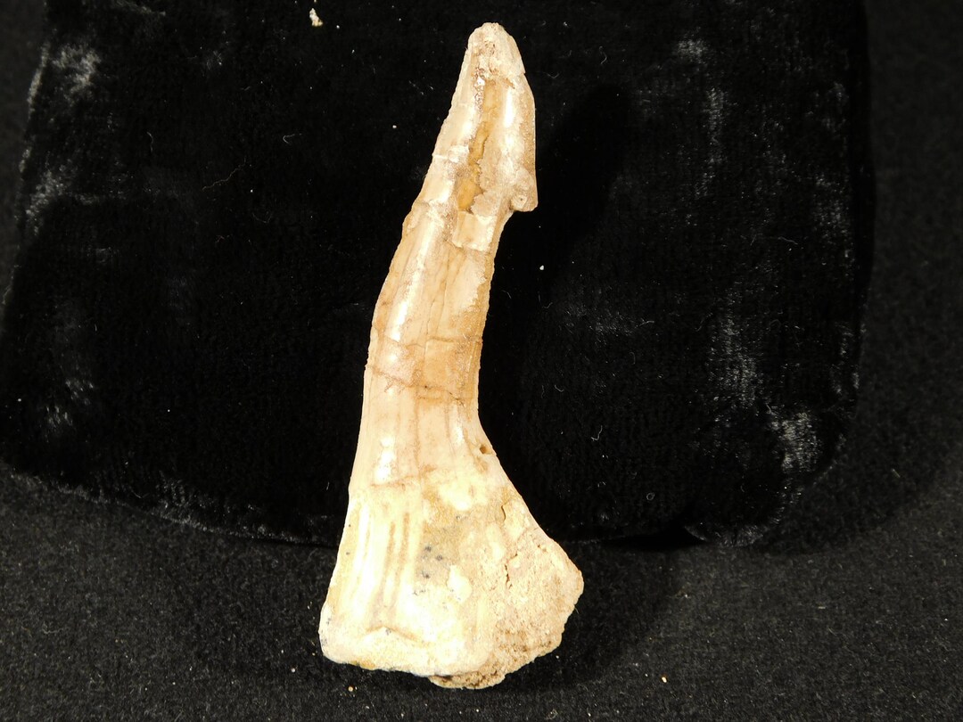 Big! 120 Million YEAR Old Dinosaur Era SAWFISH Tooth Fossil Morocco 17 ...