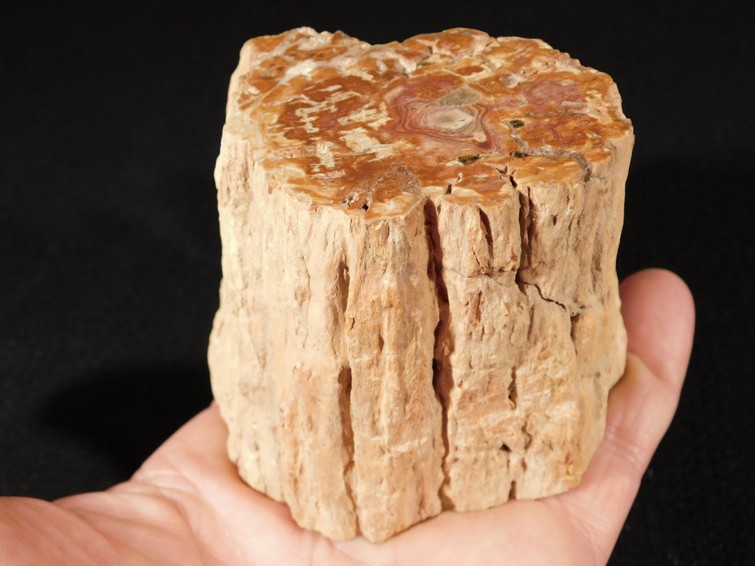 PERFECT BARK 225 Million Year Old Polished Petrified Wood - Etsy
