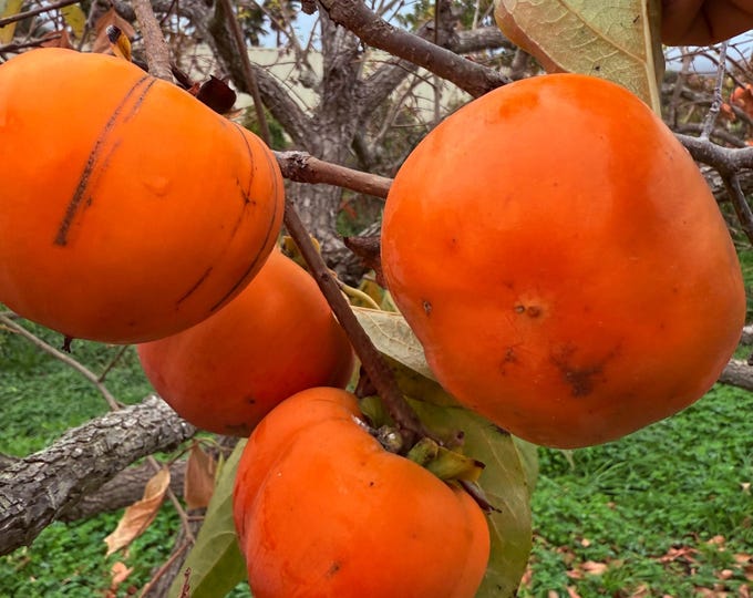 ORGANIC Giant Fuyu Persimmon Fresh Fruit California Grown 5 Lbs - Etsy
