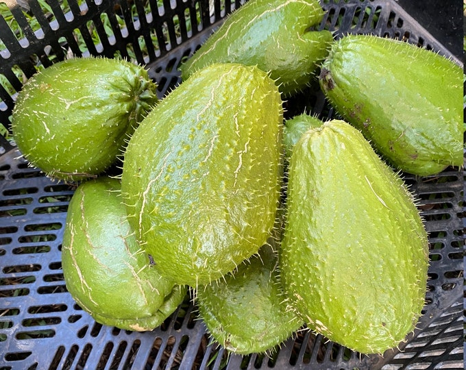 ORGANIC Prickly Chayote Spiny Mirliton Squash -- California Grown -- 6 ...