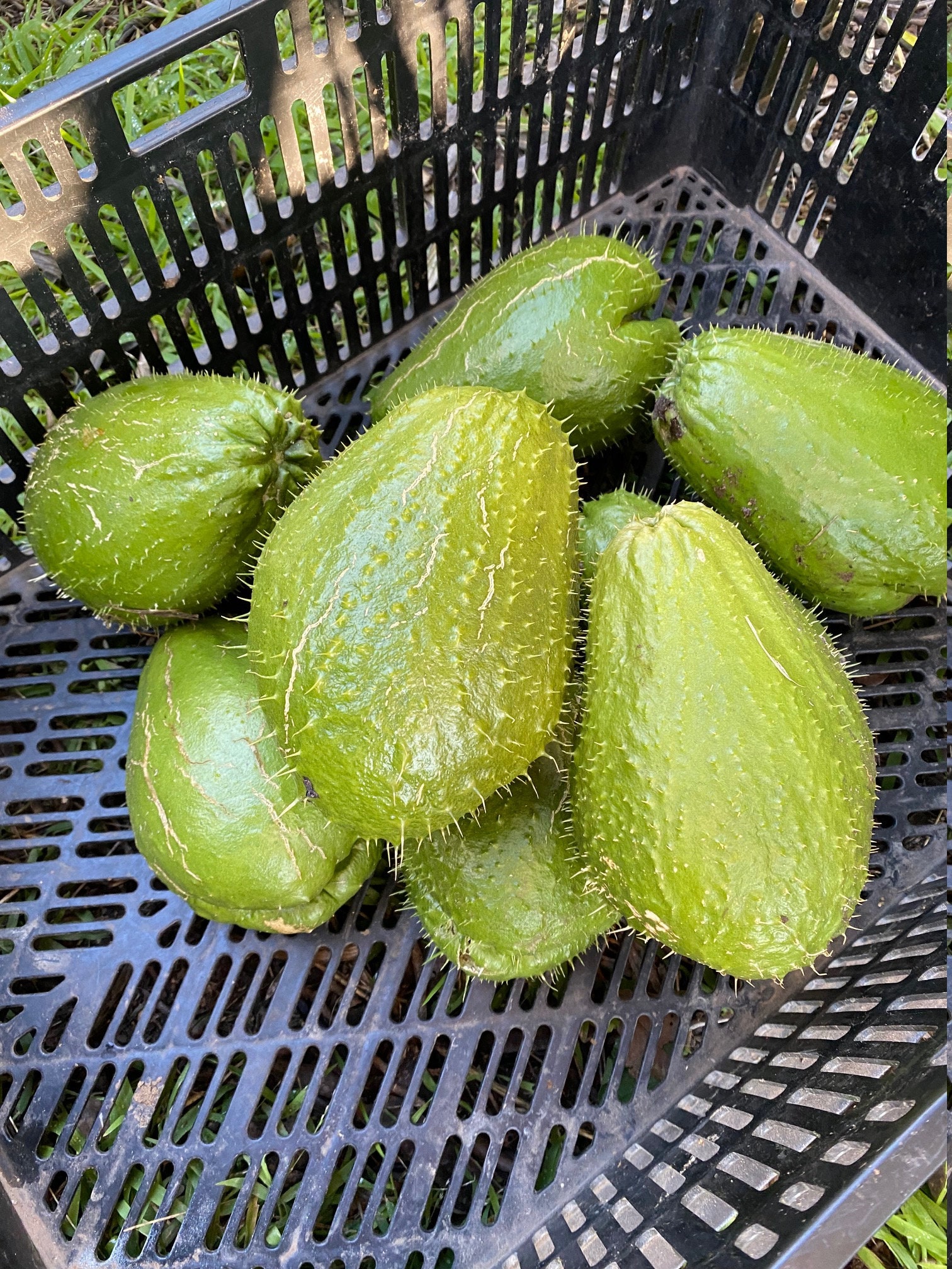 Spiny Chayote
