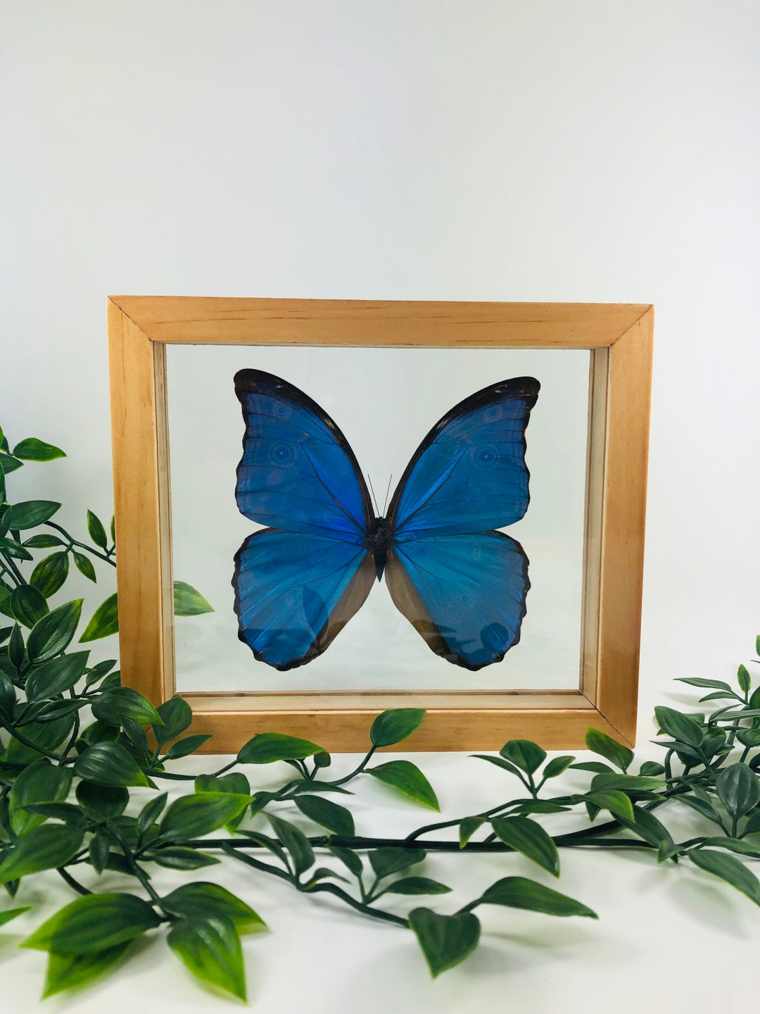 Blue Morpho morpho Didius Butterfly - Etsy