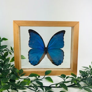 Blue Morpho morpho Didius Butterfly - Etsy