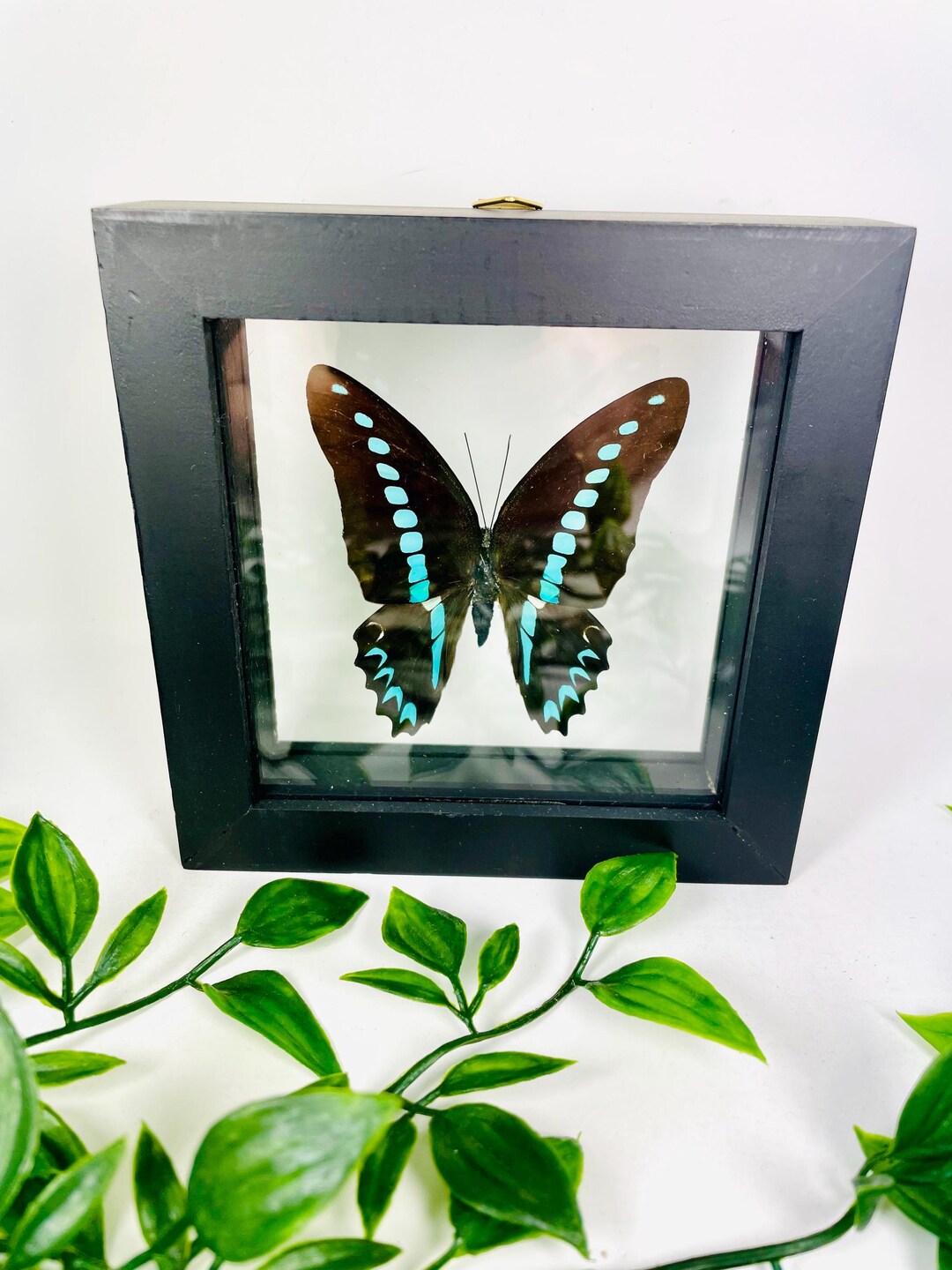 Real Framed Butterfly - Etsy