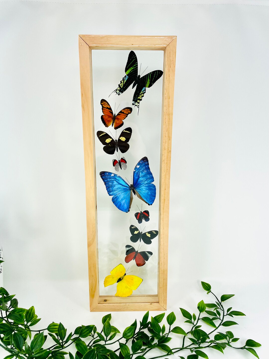 Real Framed Butterfly Collection Morpho Butterfly - Etsy