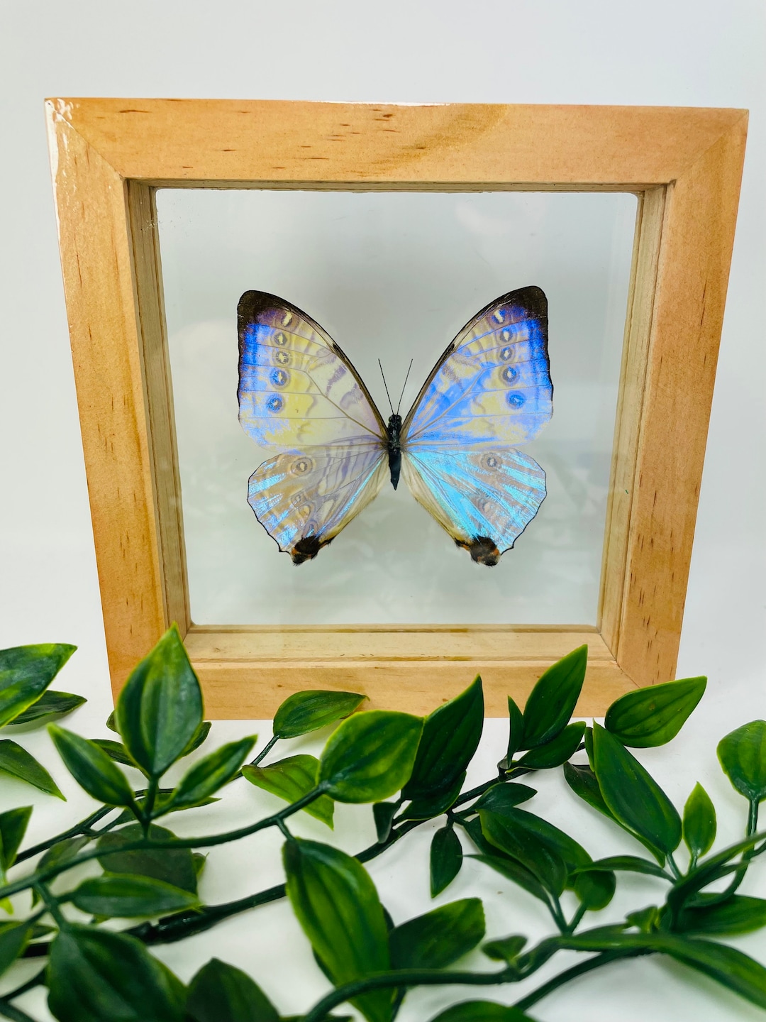 Real Framed Butterfly Morpho Sulkowski - Etsy