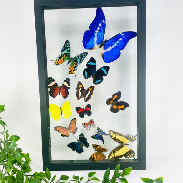 Butterfly Display - Etsy