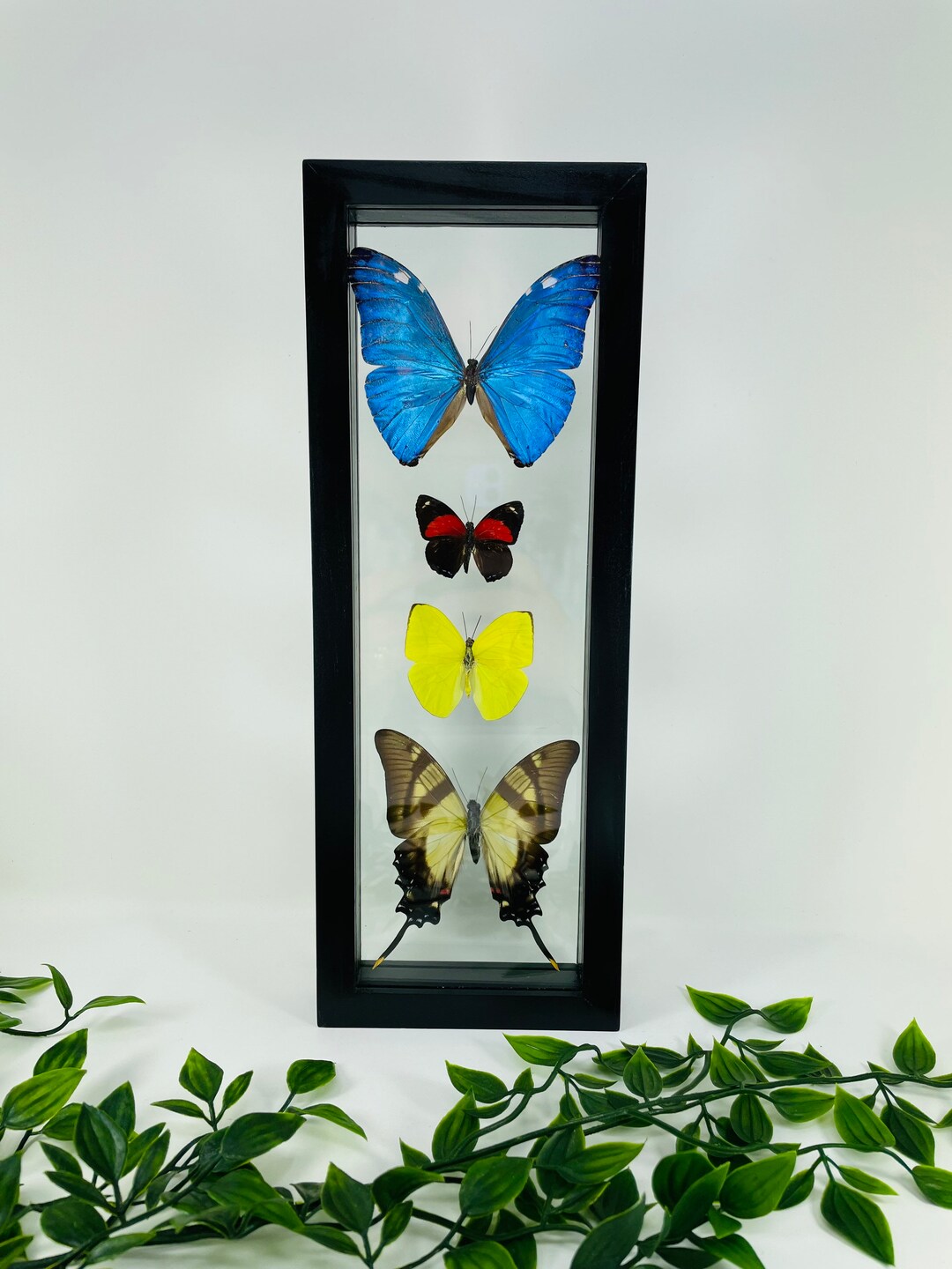 Real Framed Butterfly Display - Etsy